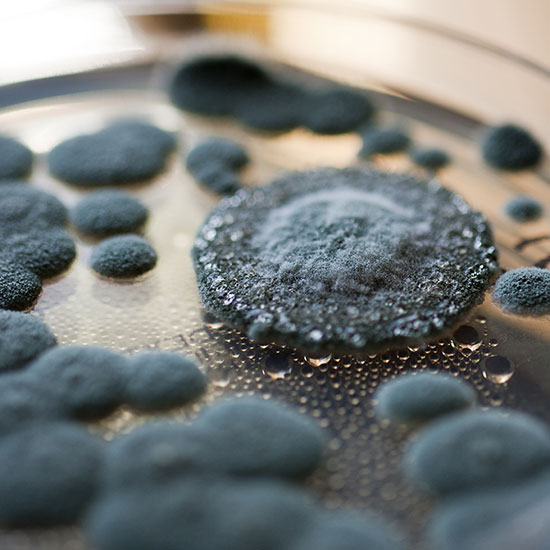 Mold Products Archives - Fiberlock